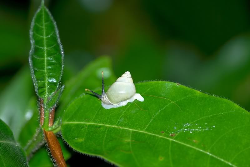Borneo Dispatches #12: Monster Phasmids, Flying Lizards - Field Herp Forum